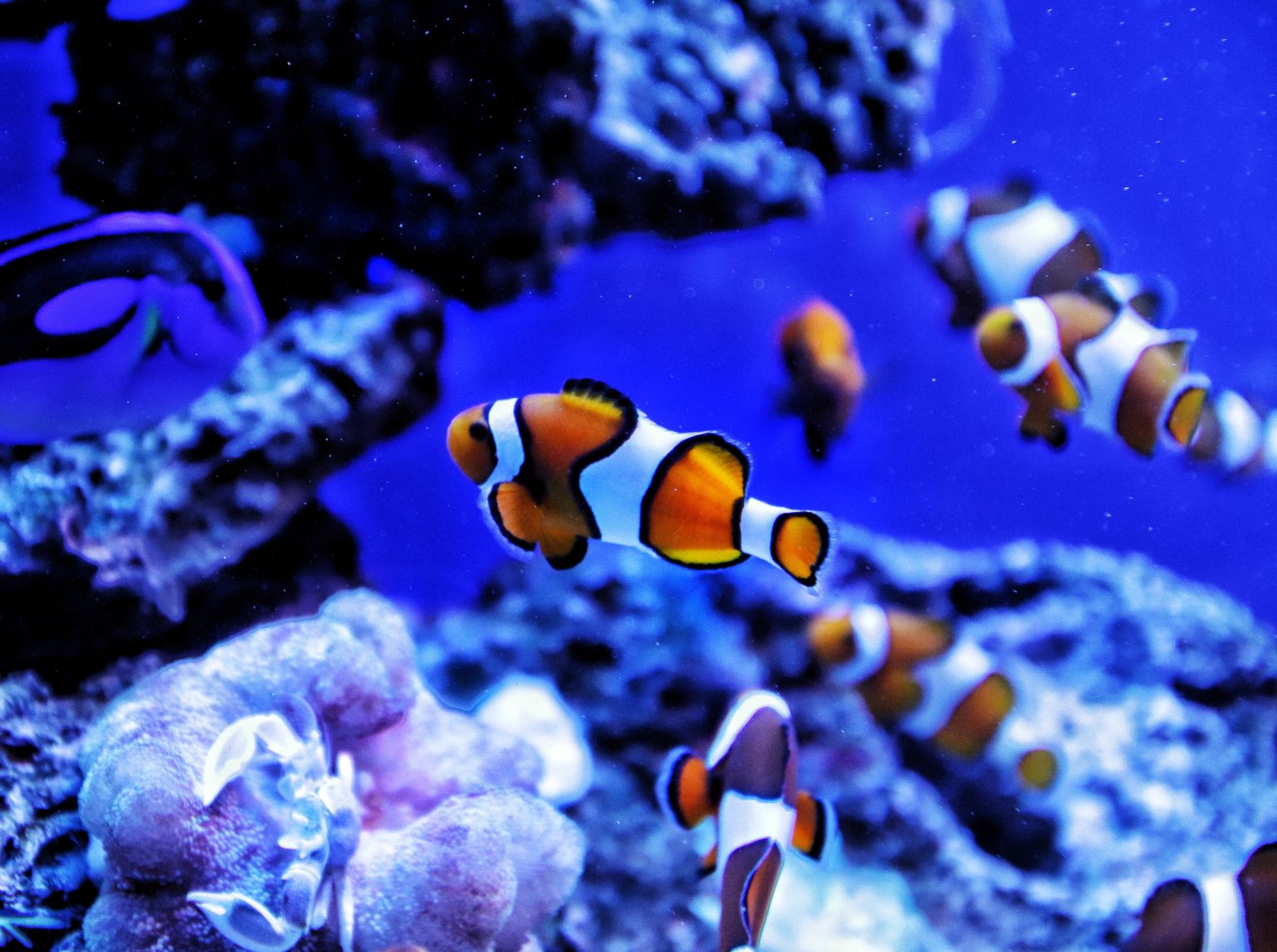 Clownfish Overview and Care Taking Guide - Ohfishal.com