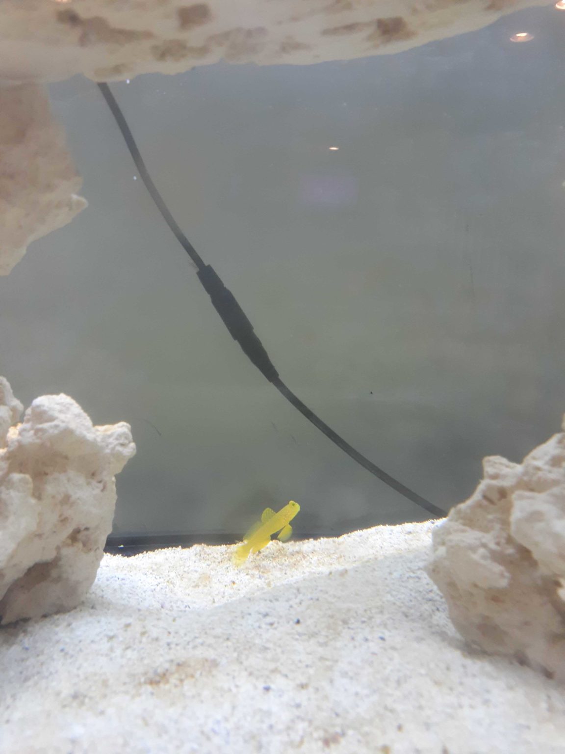 Goby Overview and Care Taking Guide - Ohfishal.com