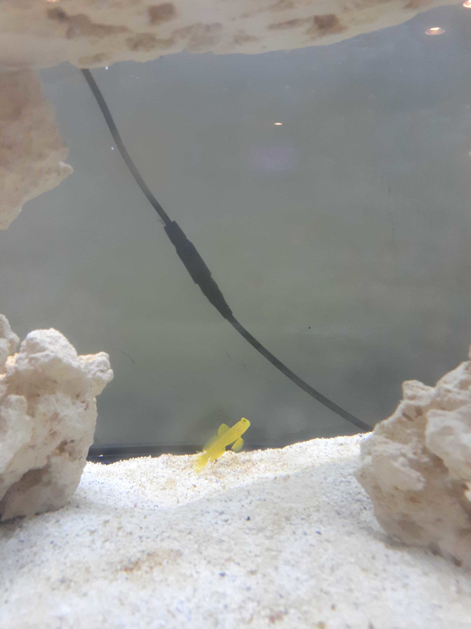 Goby Overview and Care Taking Guide - Ohfishal.com