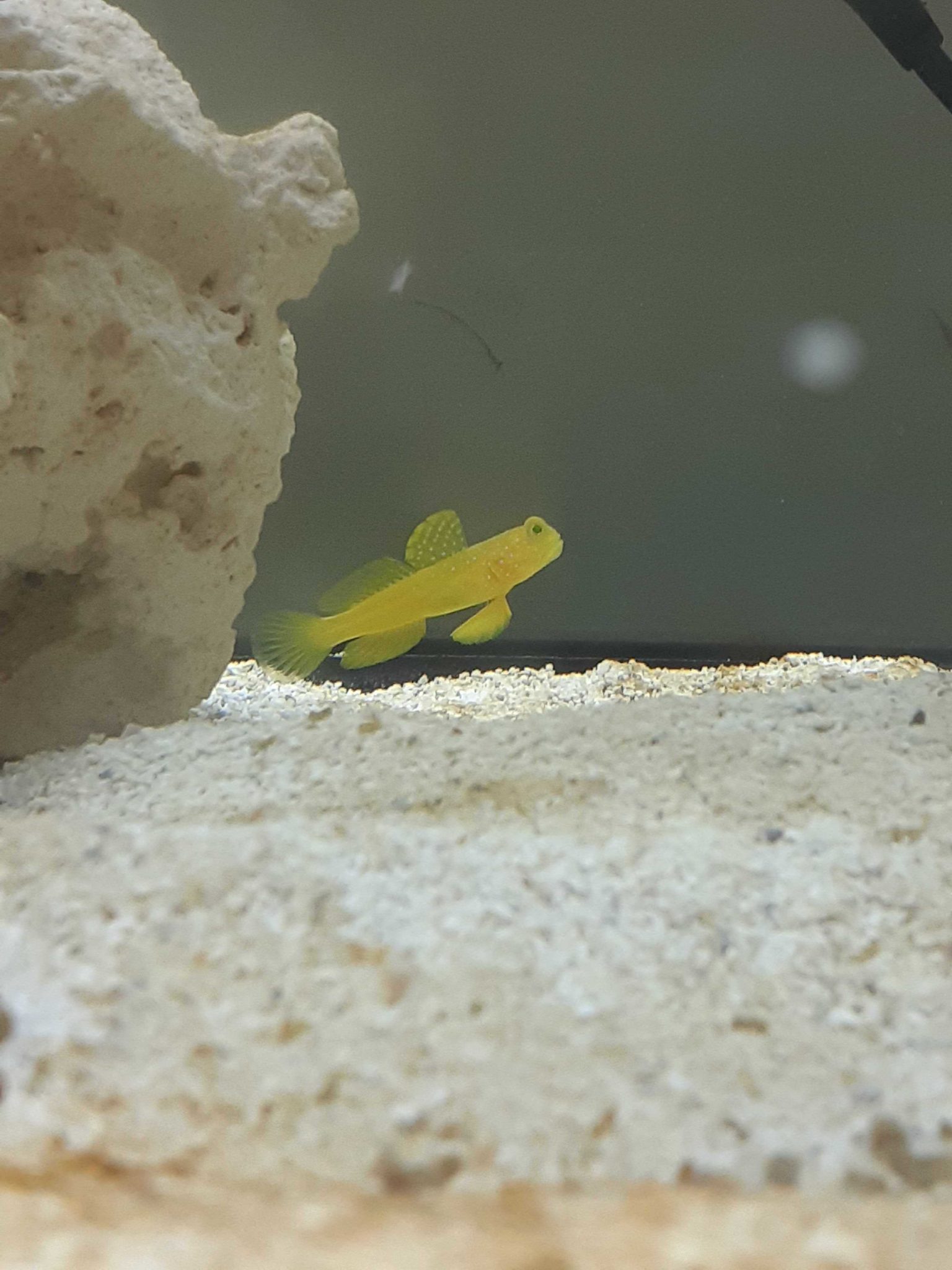 Goby Overview and Care Taking Guide - Ohfishal.com