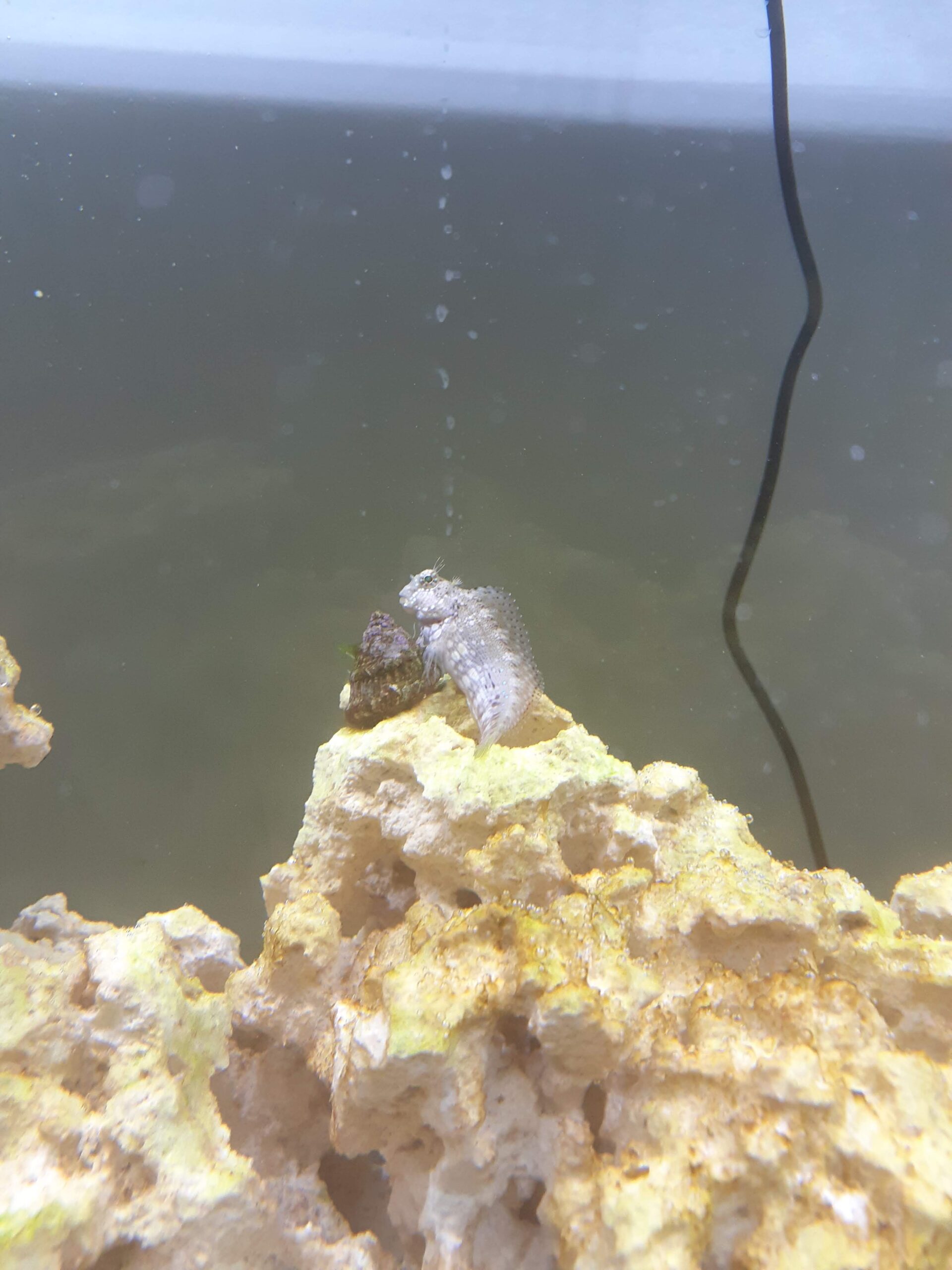 Blenny Overview and Care Taking Guide - Ohfishal.com