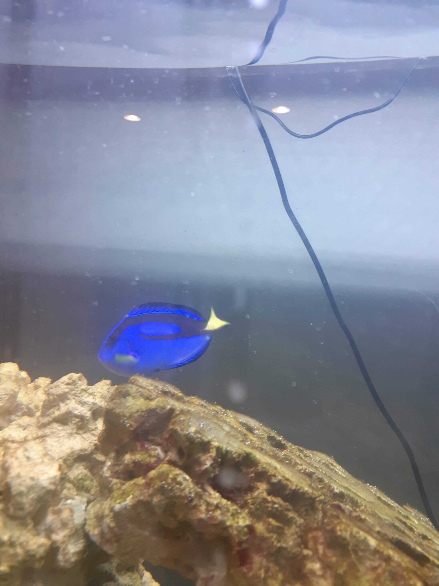 Blue Tang Overview and Care Taking Guide - Ohfishal.com