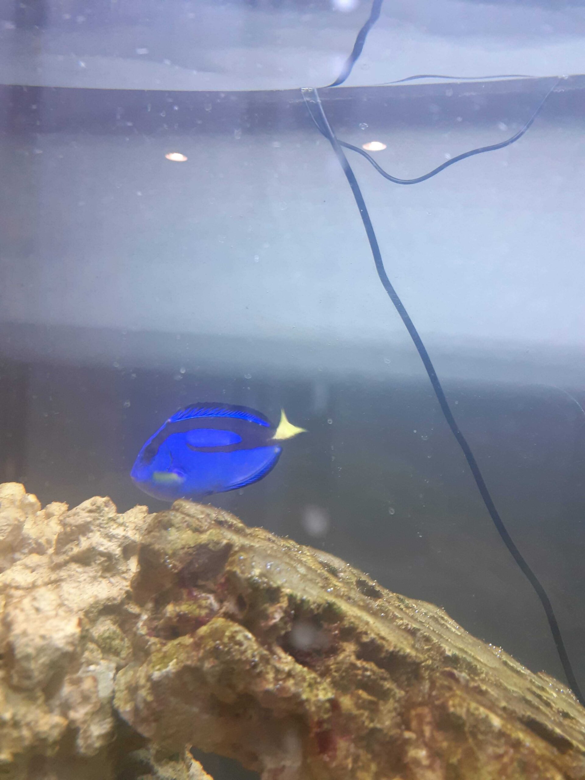 Blue Tang Overview and Care Taking Guide - Ohfishal.com